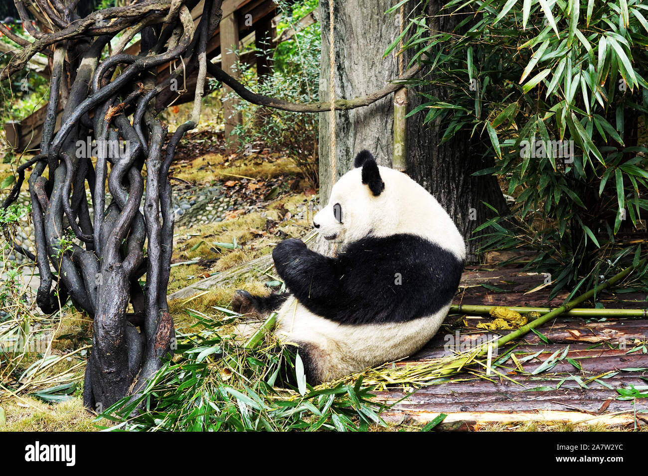 Giant pandas eat bamboo outside of rooms at Chengdu Research Base of ...