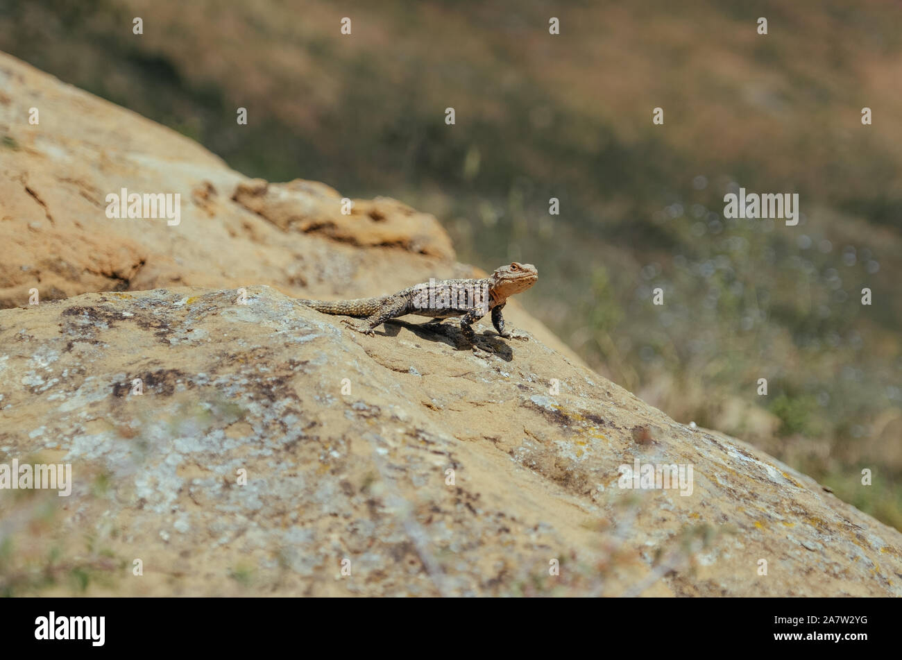 Lizard basking under the sun in Georgian mountains Stock Photo - Alamy