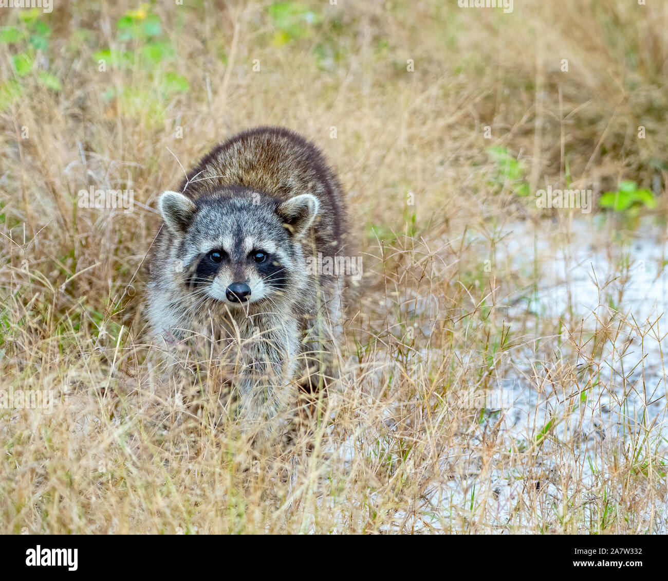 Raccoon approaches from a field in Florida Stock Photo - Alamy