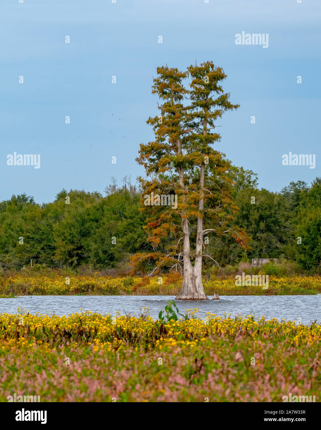 Central florida wetlands hi-res stock photography and images - Alamy