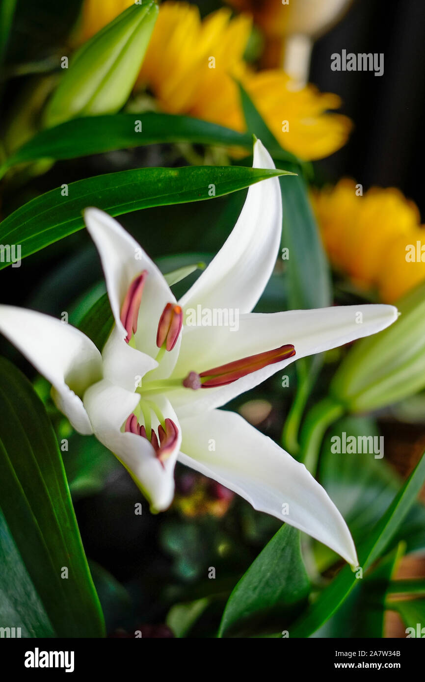 Closeup lily flower hi-res stock photography and images - Alamy