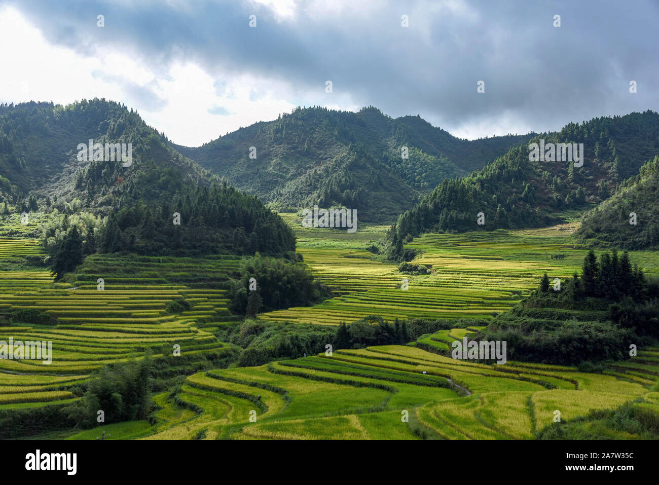 The village of Suichuan is turning yellow as autumn comes in Ji'an city ...