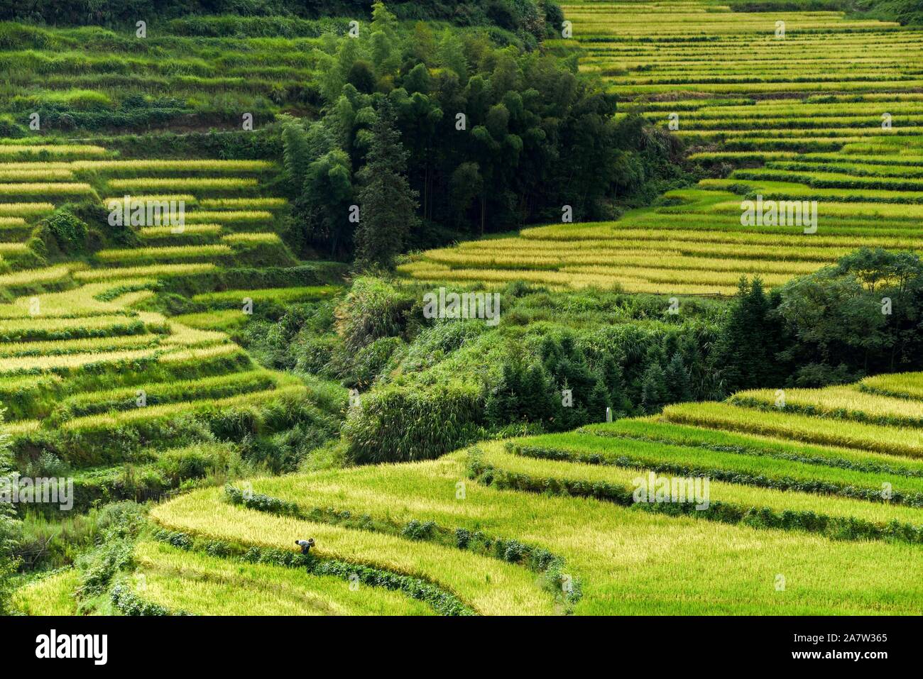 The village of Suichuan is turning yellow as autumn comes in Ji'an city ...