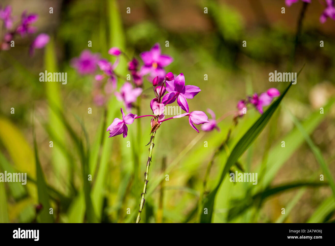 Orchid spathoglottis plicata hi-res stock photography and images - Alamy
