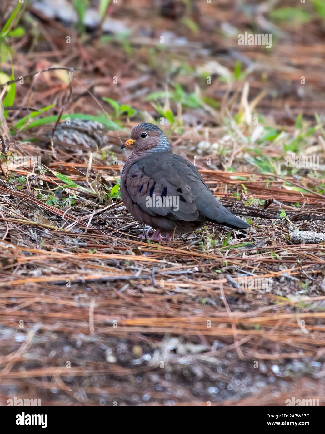 Gray dove sitting on the ground - Florida Stock Photo - Alamy