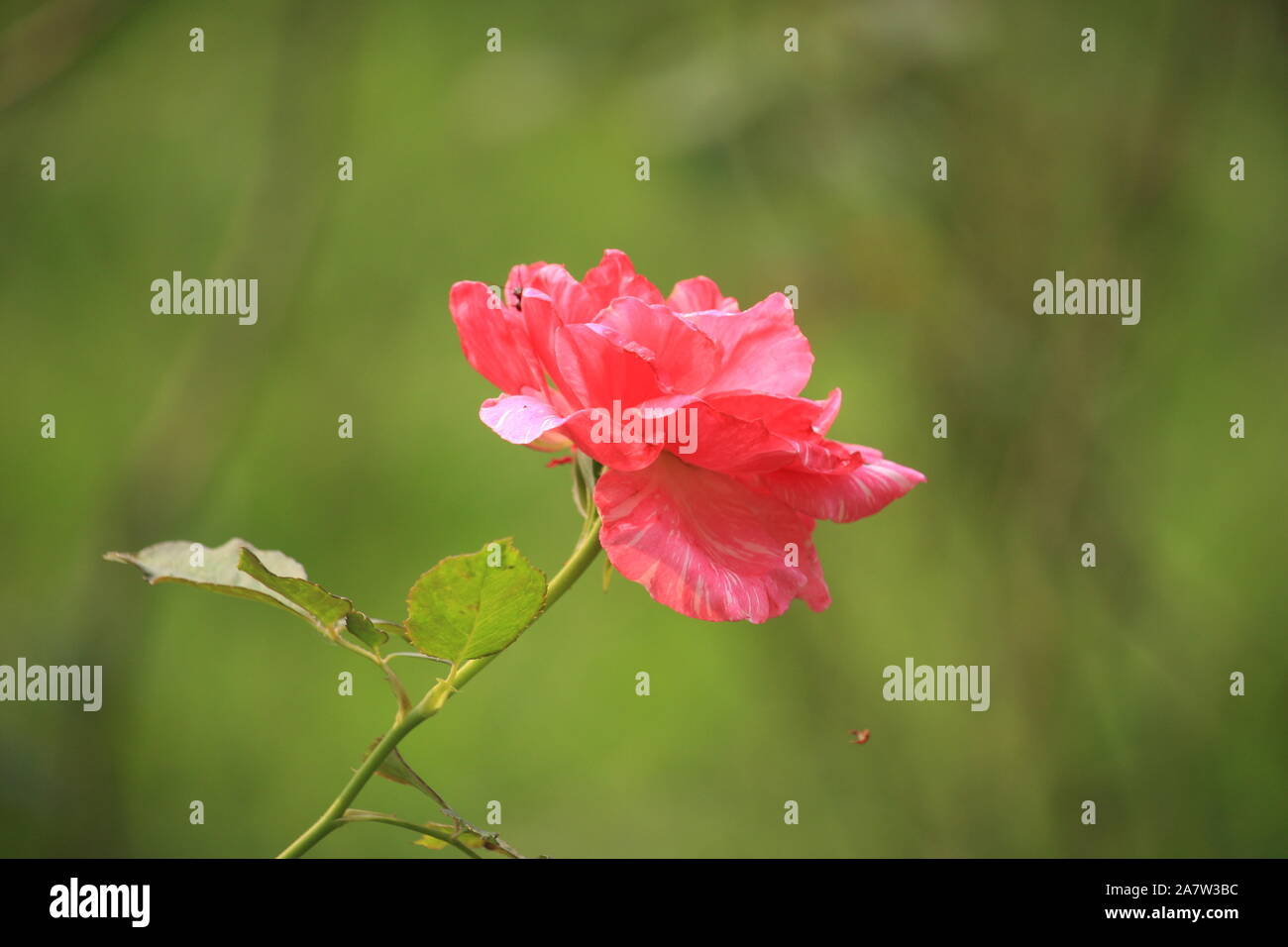 Blooming rose hi-res stock photography and images - Alamy