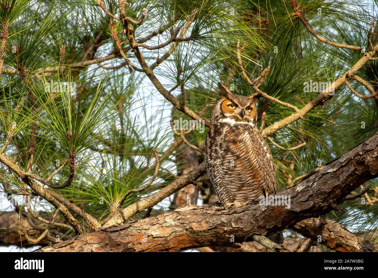Great horned owl perched in a pine tree Stock Photo - Alamy