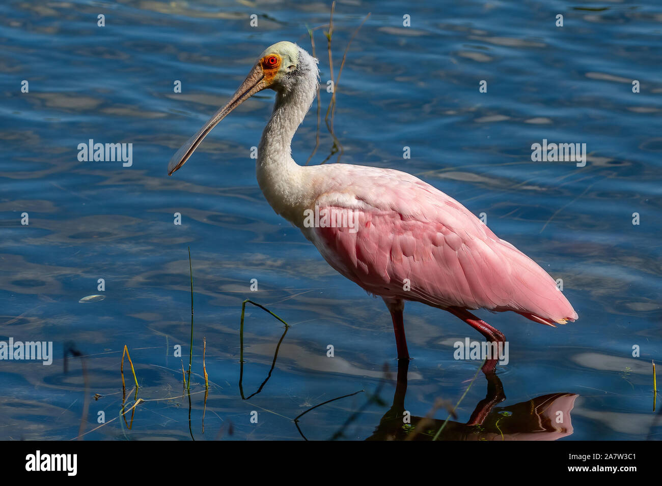 Spoonbill wildlife hi-res stock photography and images - Alamy