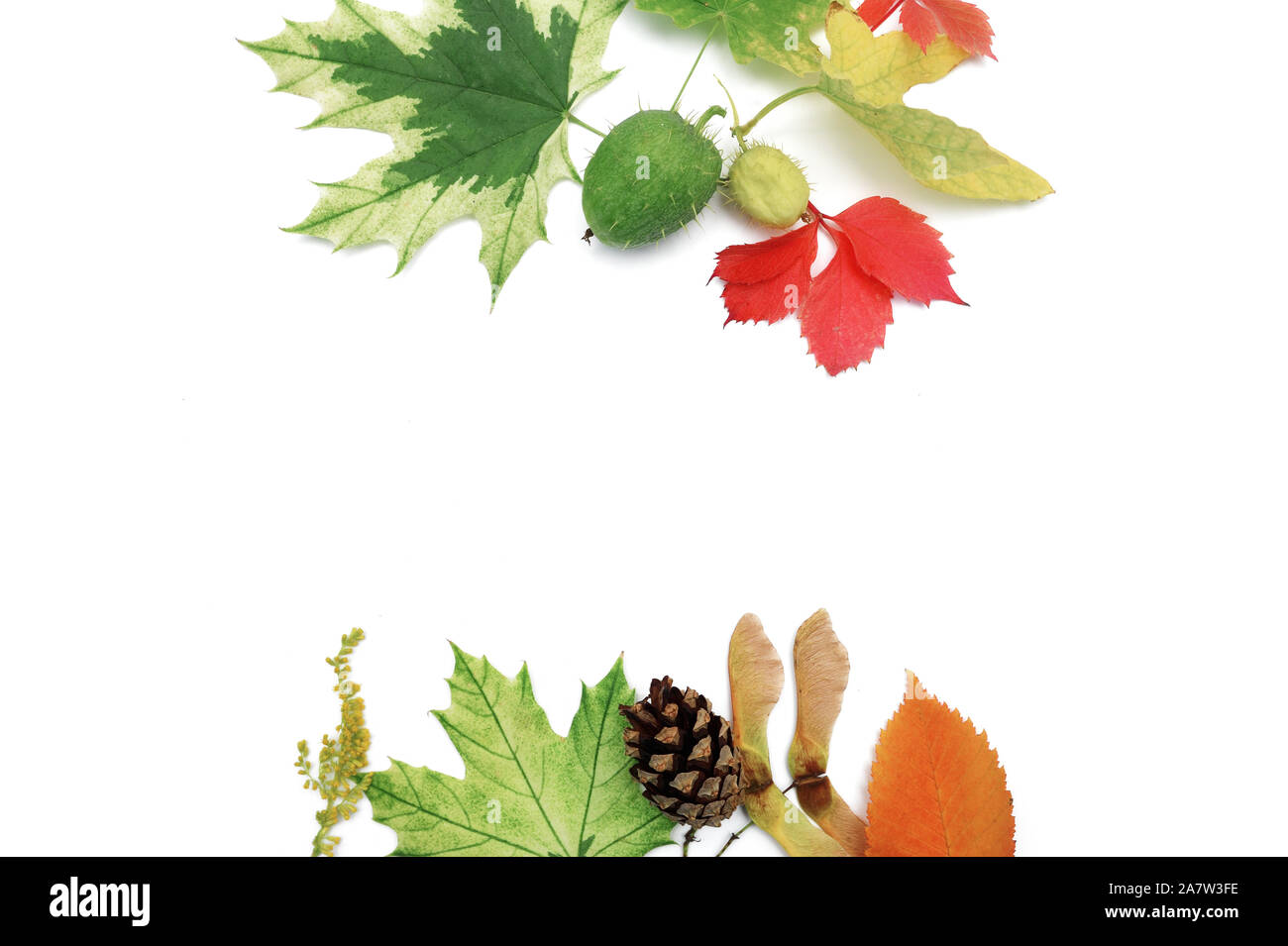 Isolated autumn leaves and cones frame on white background. fall flat ...