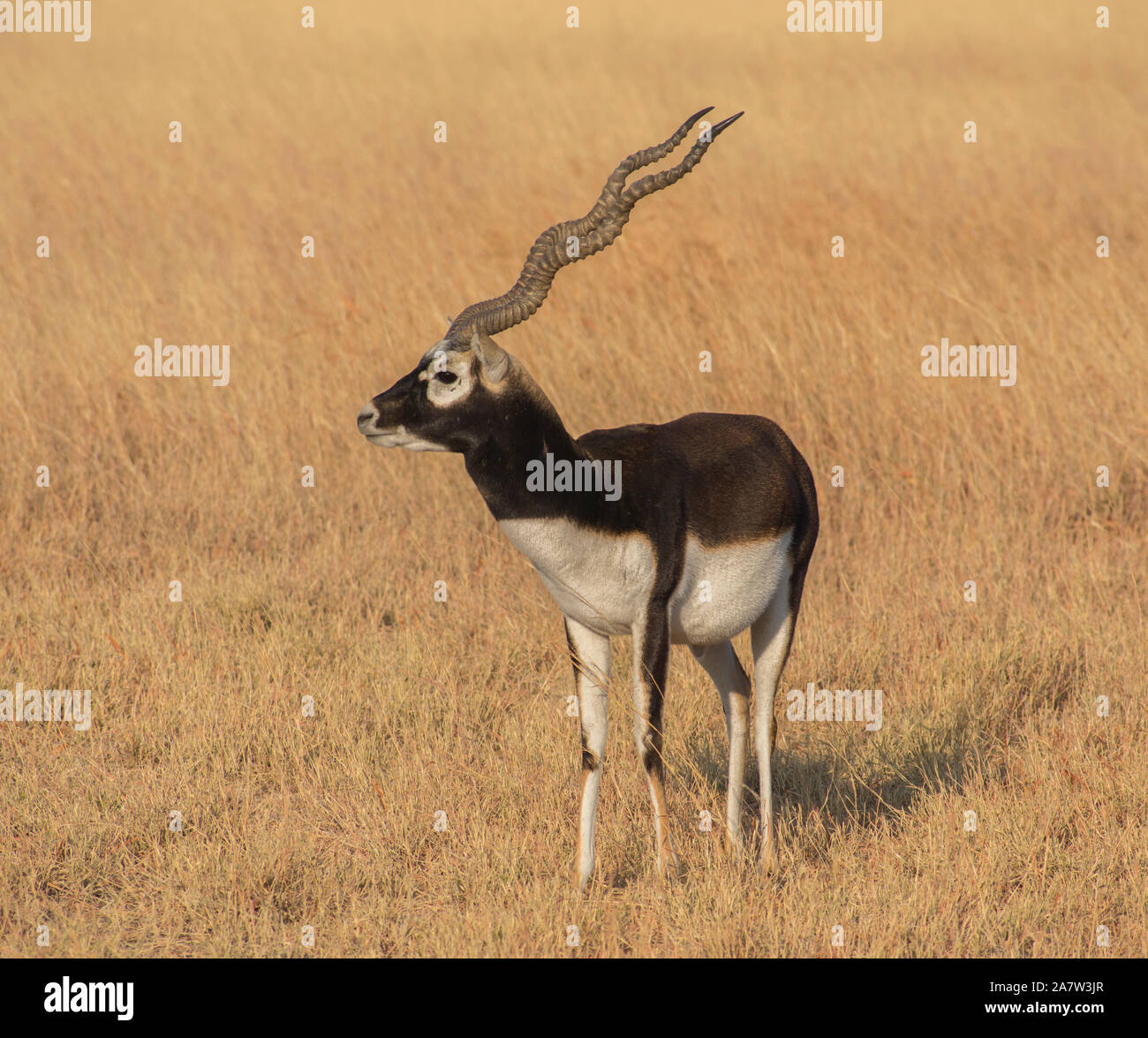 A male blackbuck from Blackbuck National Park at Velavadar is situated ...