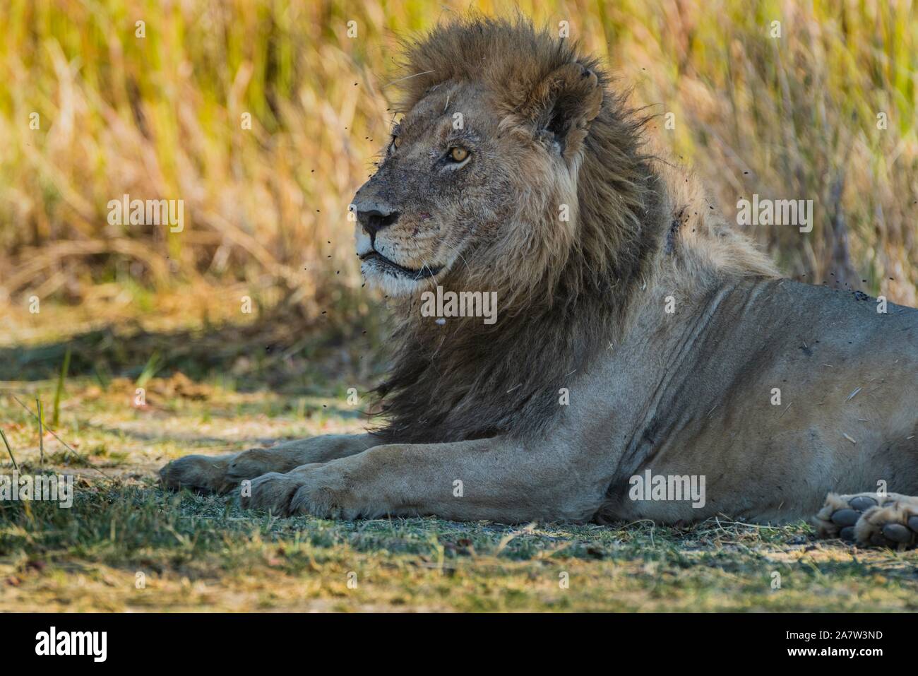 Male lion panthera leo with flies lies in grass hi-res stock ...