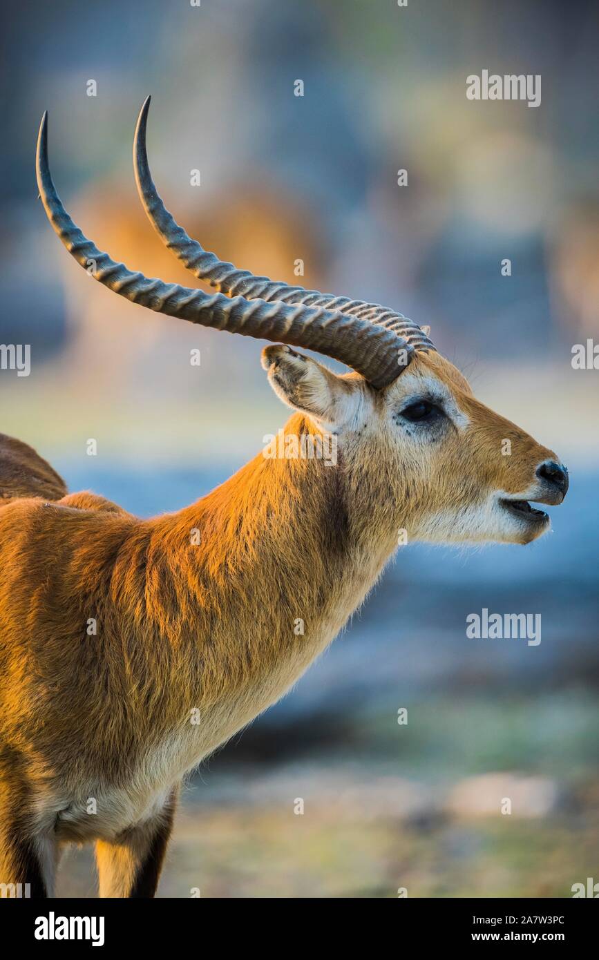 Red Lechwe Female Eating