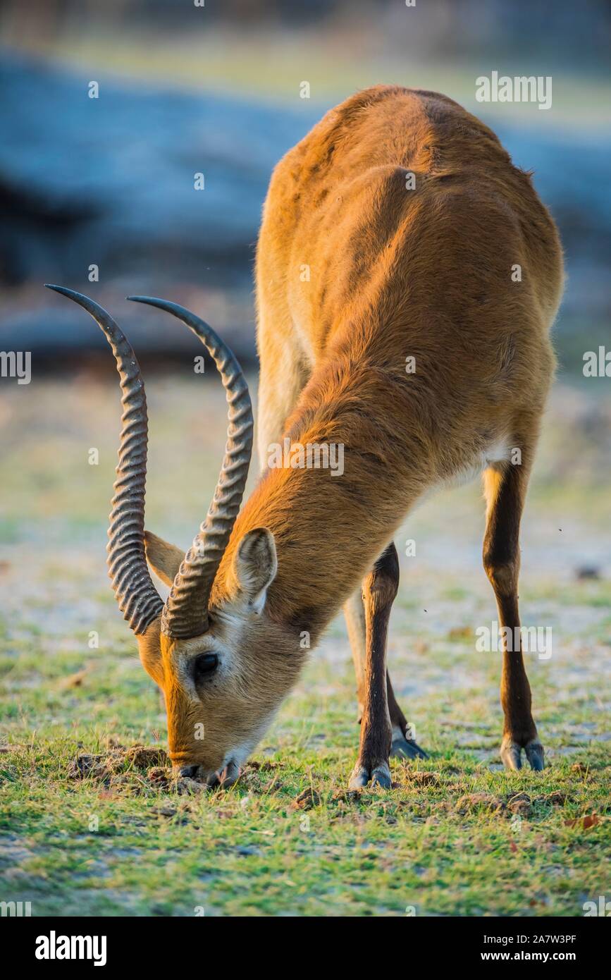 Red Lechwe (Kobus leche leche), eating, Moremi Wildlife Reserve ...