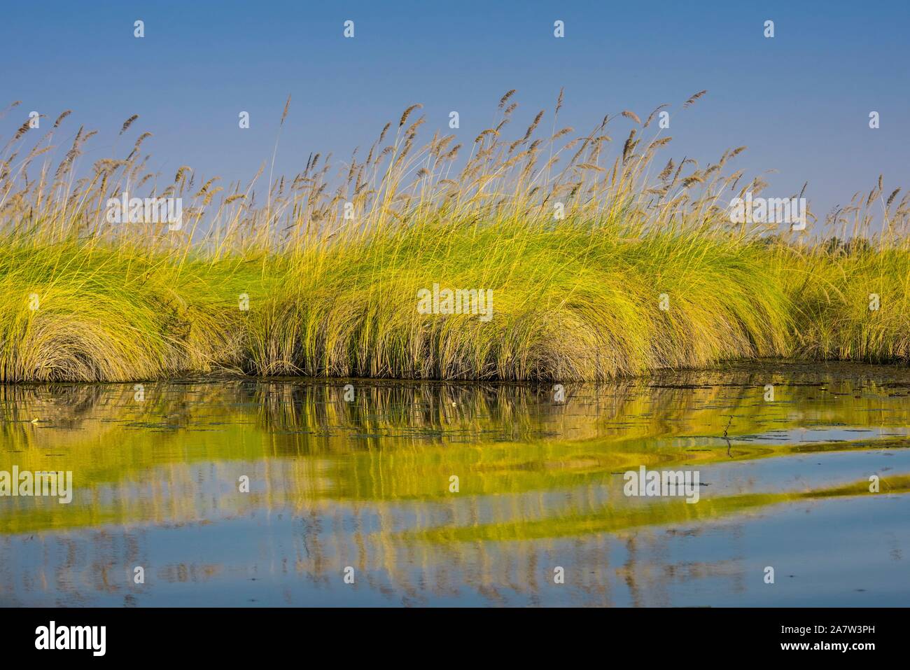 Reed grass in the water, marsh landscape in the Okavango Delta, Moremi ...