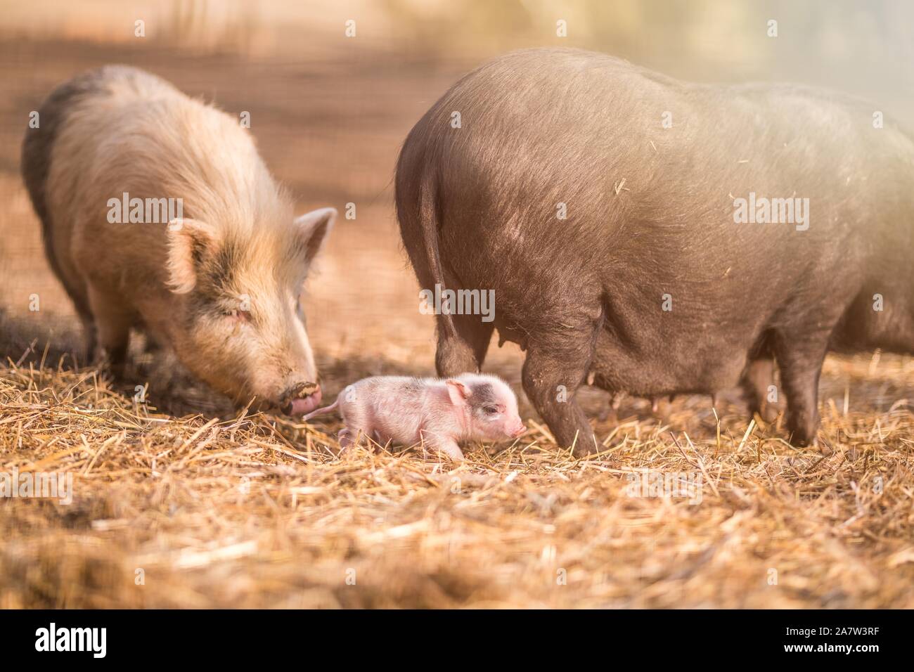 A newly-born baby of a domestic pig Stock Photo - Alamy