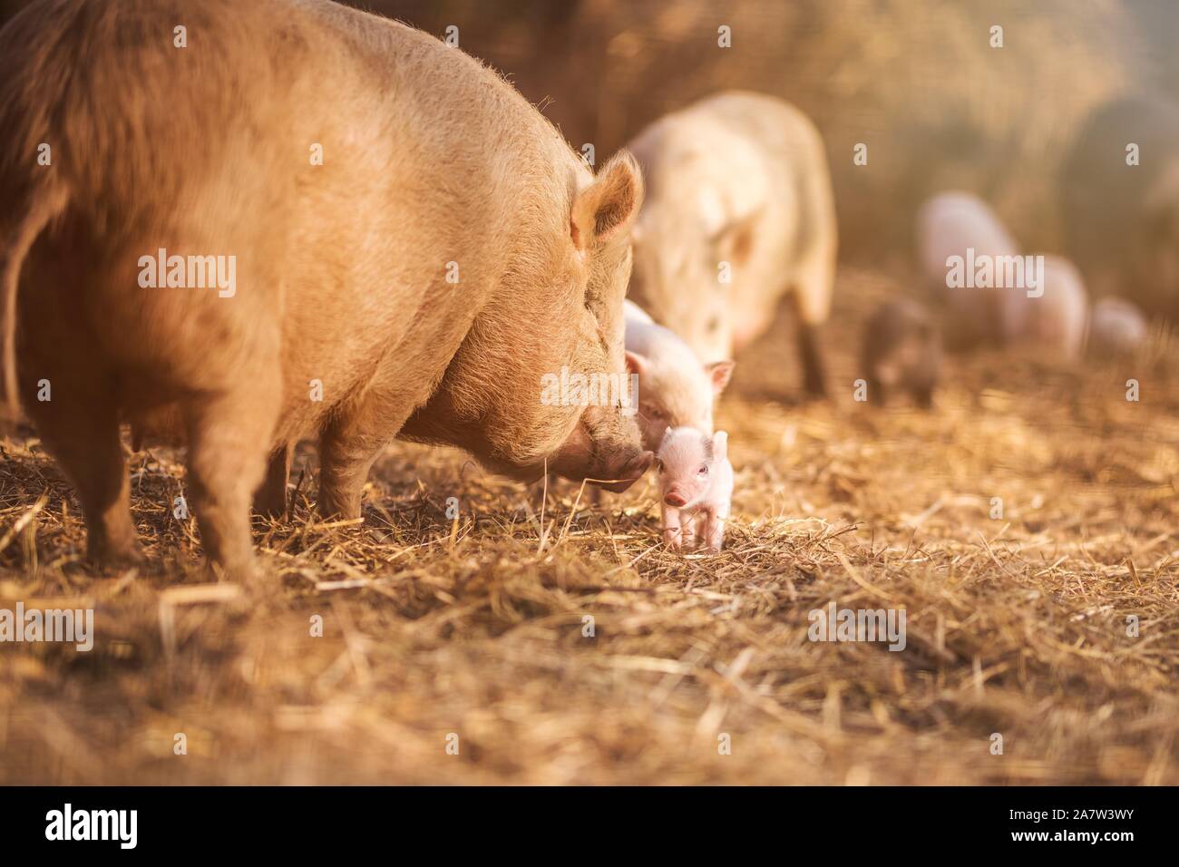 A newly-born baby of a domestic pig Stock Photo - Alamy
