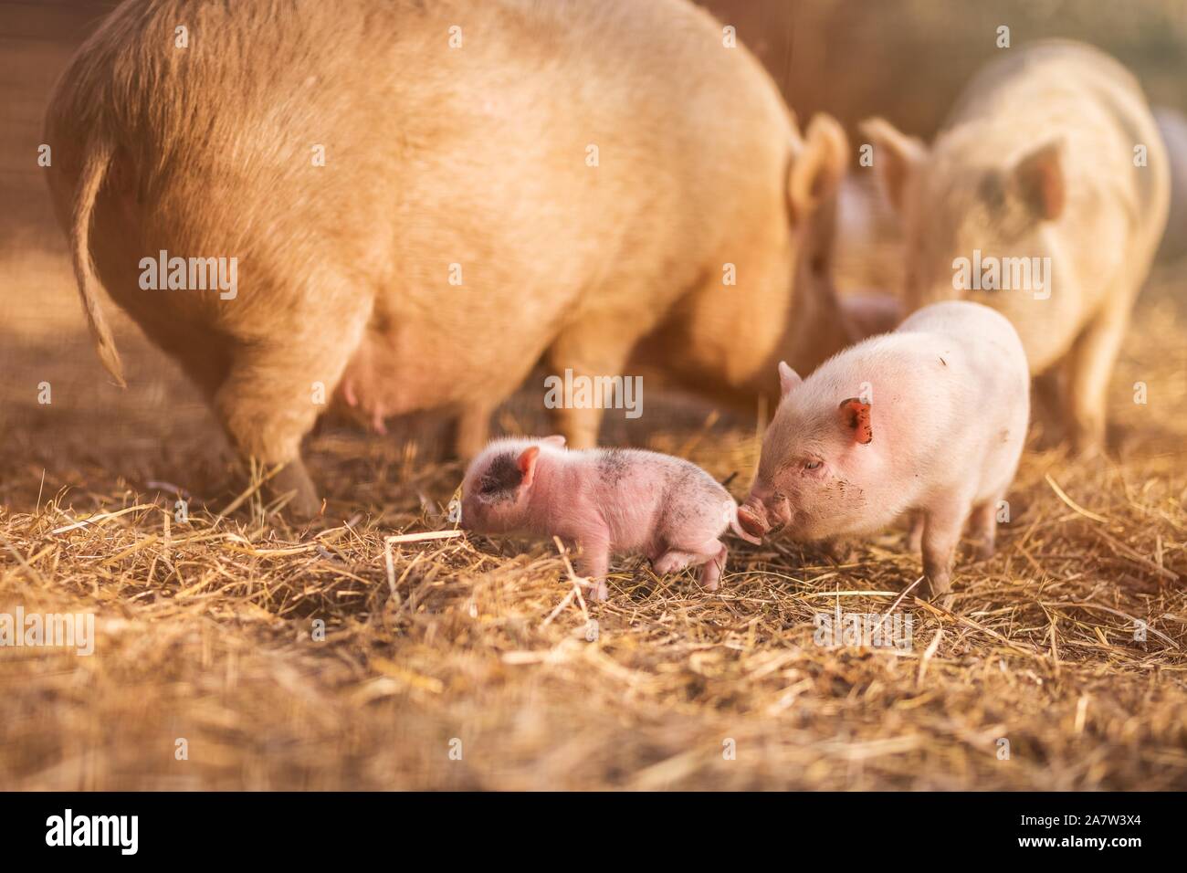 A newly-born baby of a domestic pig Stock Photo - Alamy