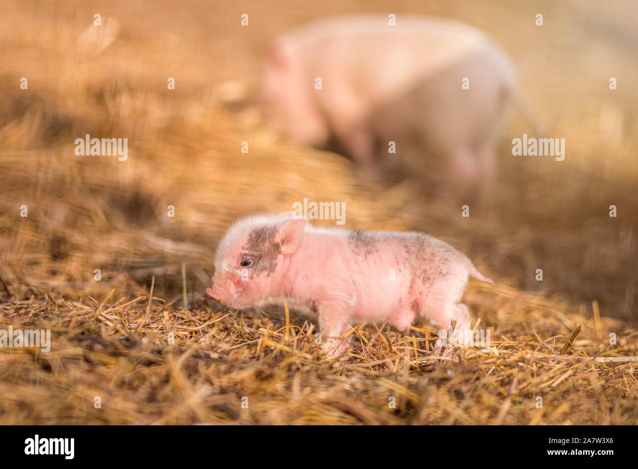 A newly-born baby of a domestic pig Stock Photo - Alamy