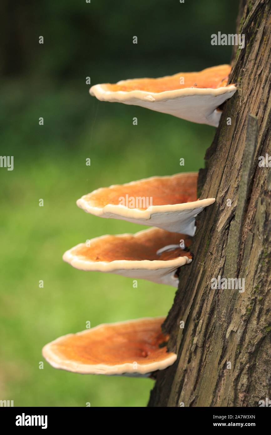 Beautiful mushrooms hi-res stock photography and images - Alamy