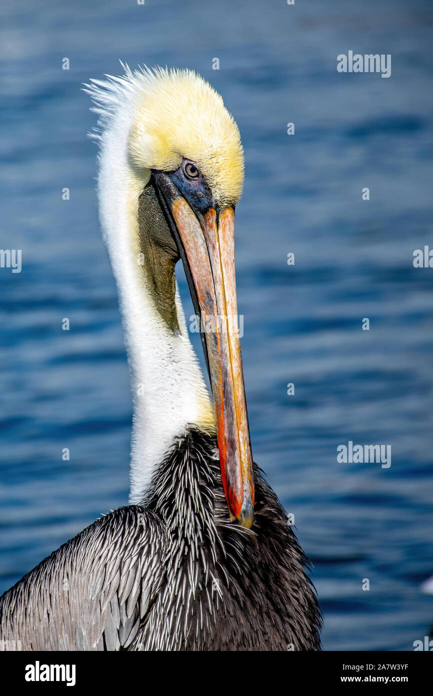 Brown pelican with breeding colors Stock Photo - Alamy