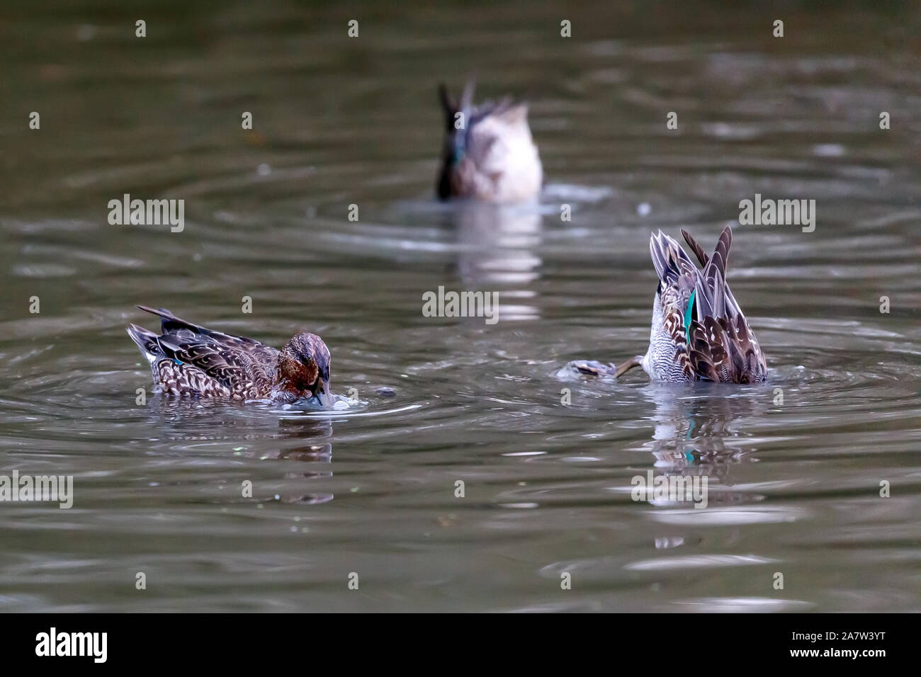 Protected area protected areas hi-res stock photography and images - Alamy