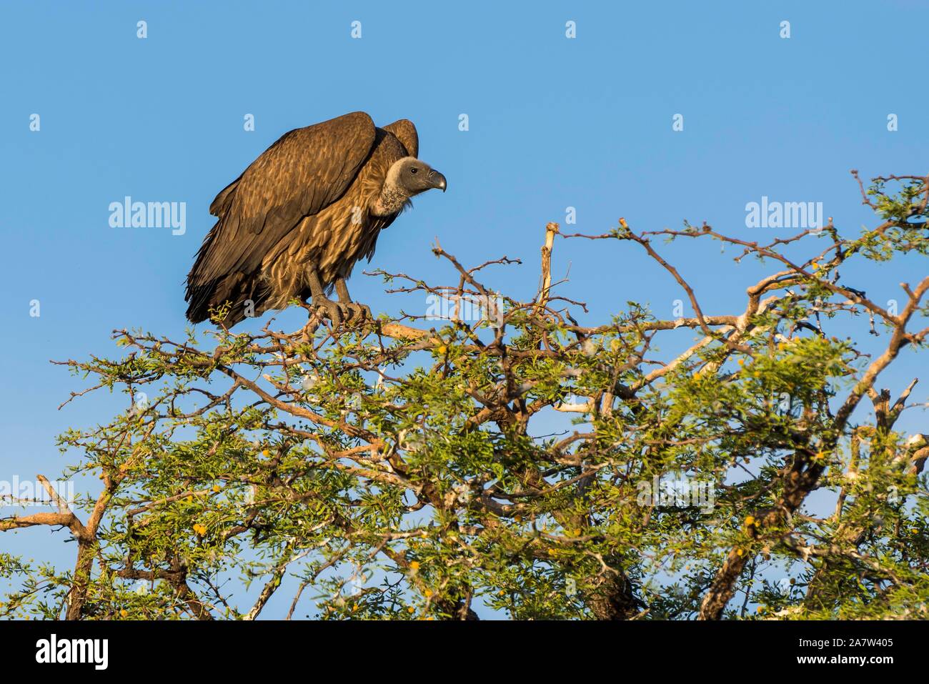 Cape griffon (Gyps coprotheres), Ngamiland, Botswana Stock Photo - Alamy