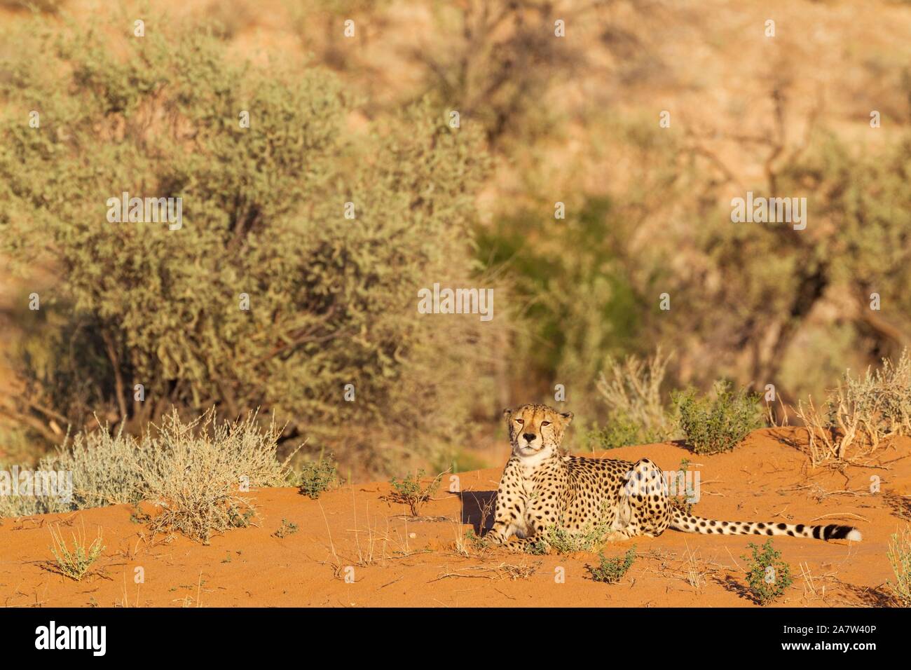Cheetah (Acinonyx jubatus), male, resting at a sand dune, Kalahari ...