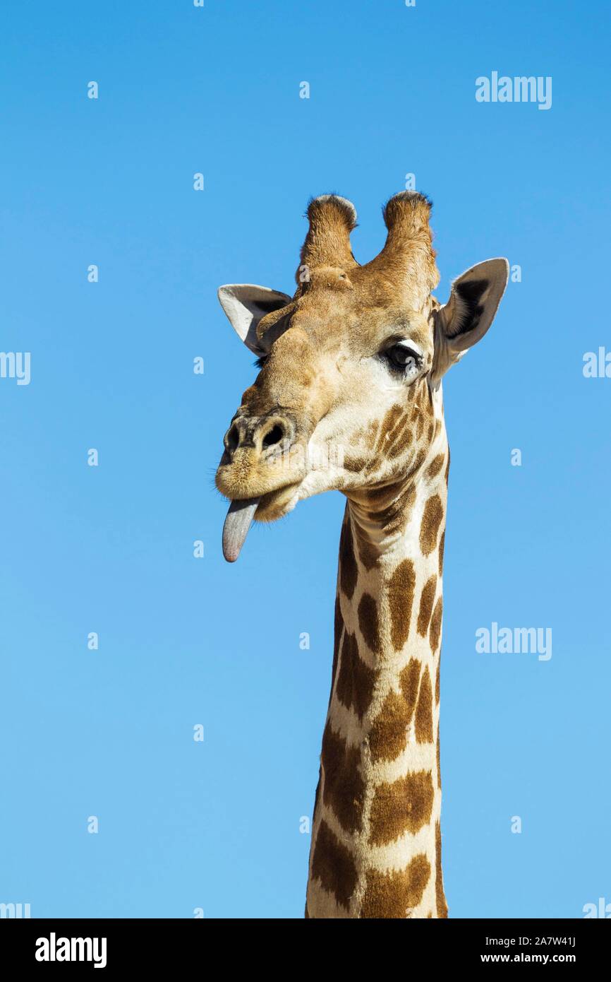 Giraffe sticking out tongue hi-res stock photography and images - Alamy