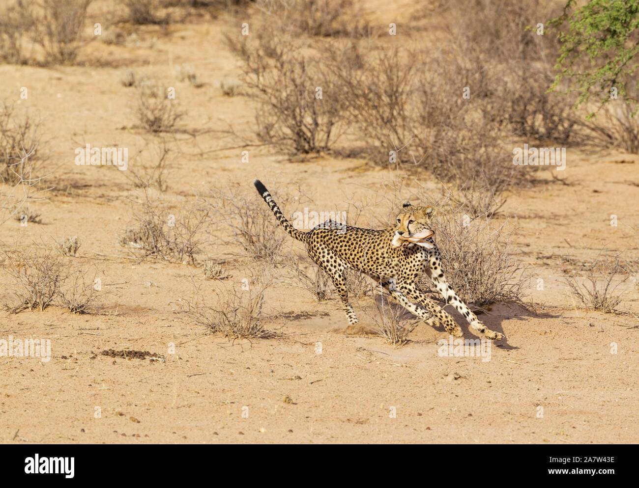 Cheetah running in kalahari hi-res stock photography and images - Alamy