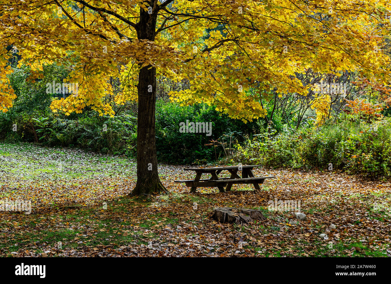 Picnic table hi-res stock photography and images - Alamy