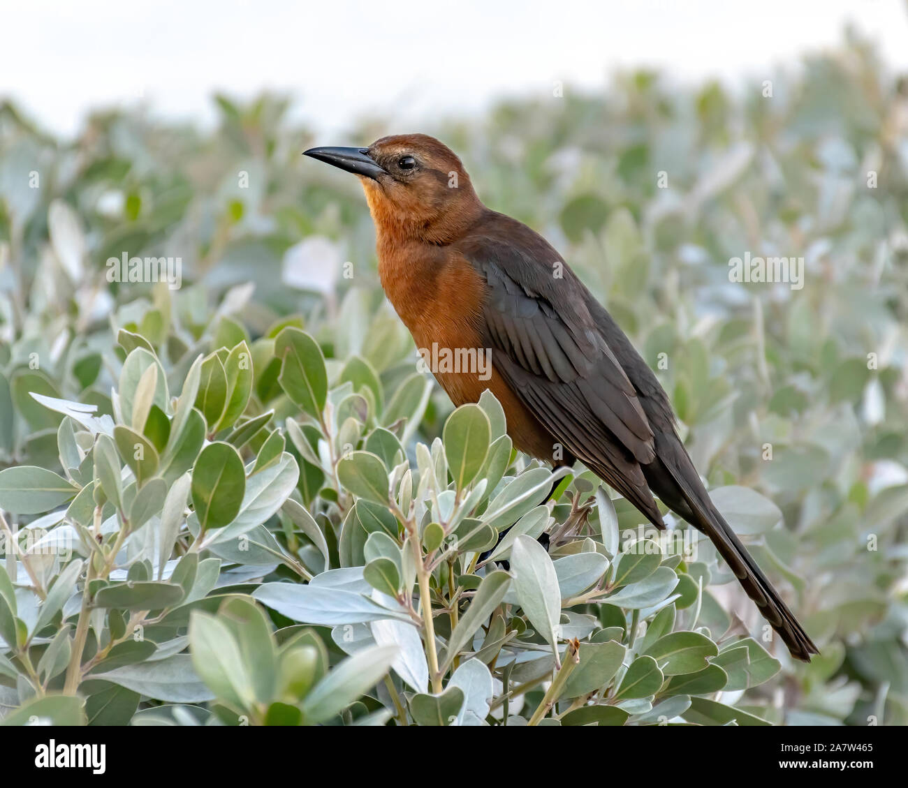 Female Boat Tailed Grackle