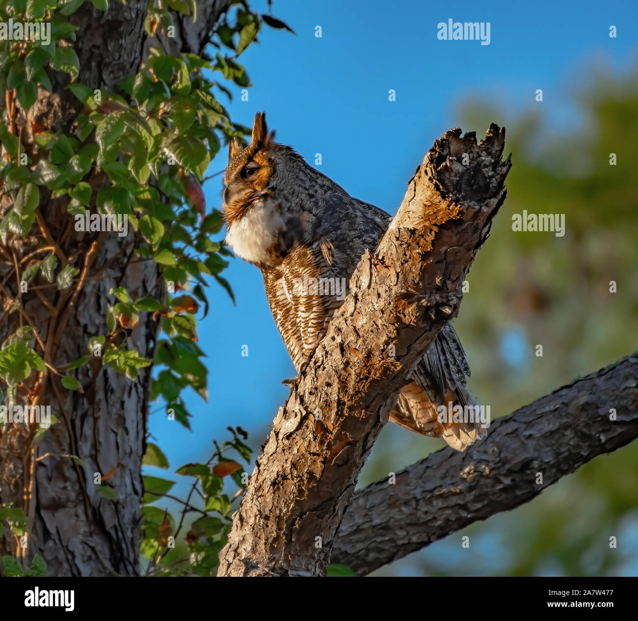 Great horned owl calling to it's mate Stock Photo - Alamy