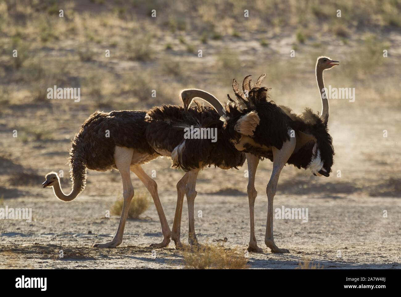 Ostrich preening hi-res stock photography and images - Alamy