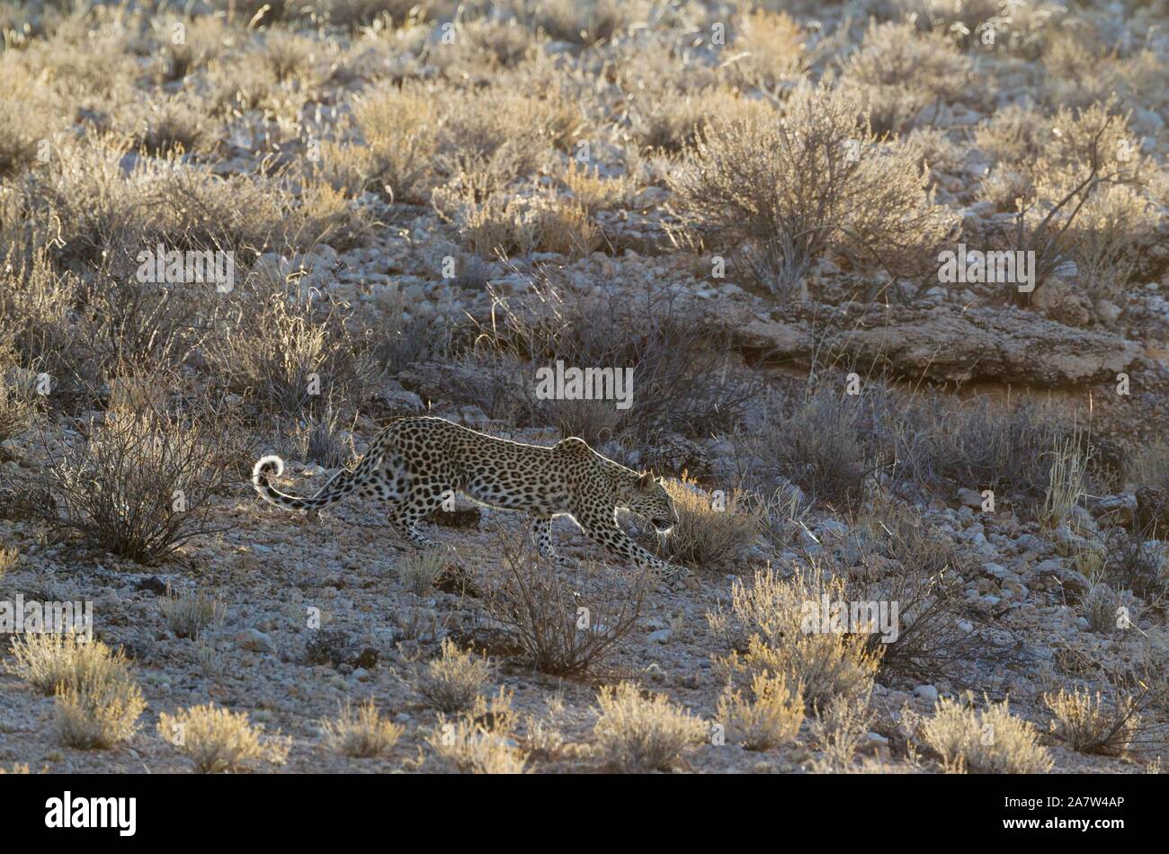 Leopard (Panthera pardus), young female, stalking, Kalahari Desert ...