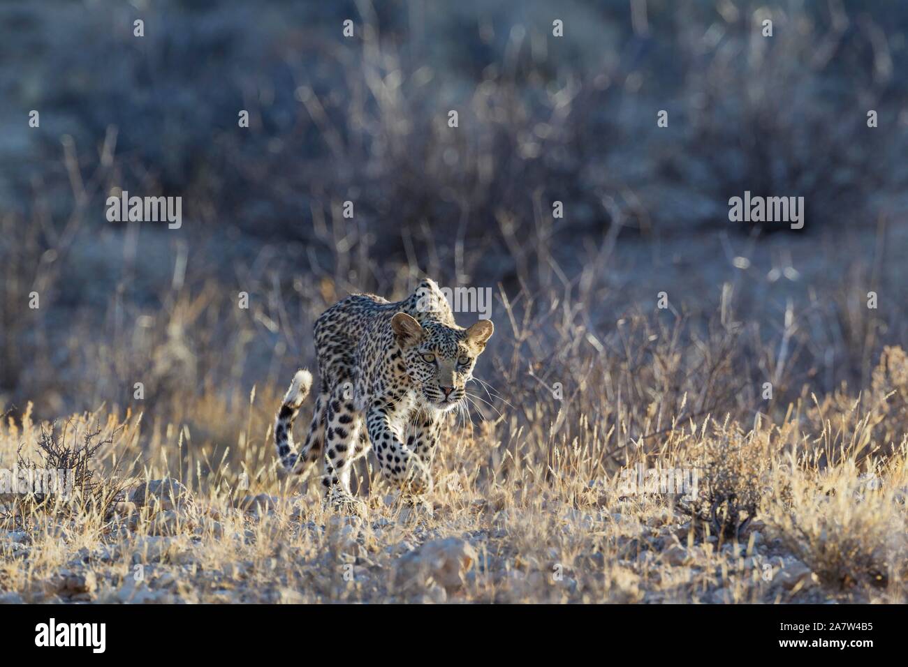 Leopard (Panthera pardus), young female, stalking, Kalahari Desert ...