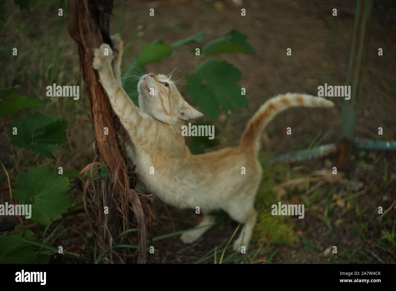 Ginger cat sharpens claws on a grape trunk Stock Photo - Alamy
