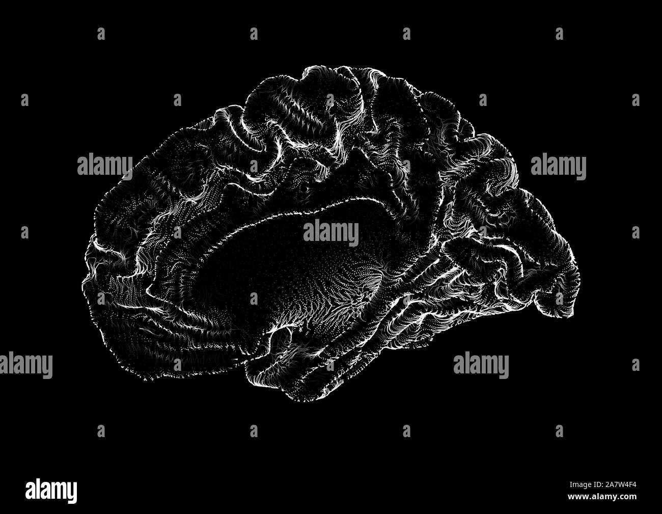 Model of a brain Black and White Stock Photos & Images - Alamy