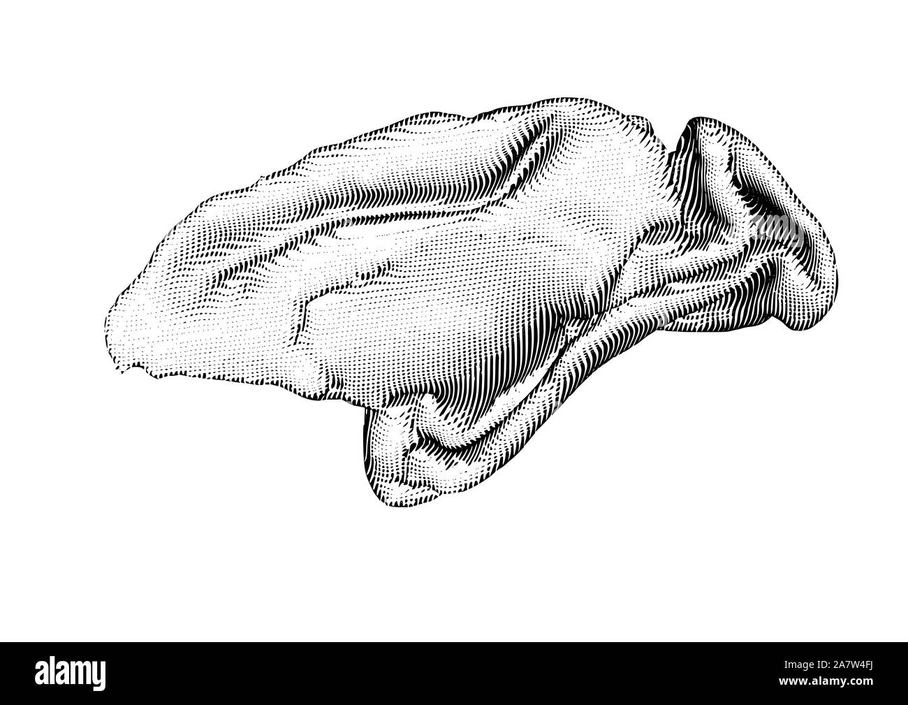 Model of a brain Black and White Stock Photos & Images - Alamy