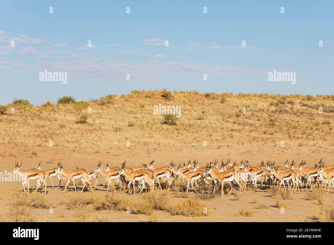 Springboks (Antidorcas marsupialis), herd in the dry Nossob riverbed ...