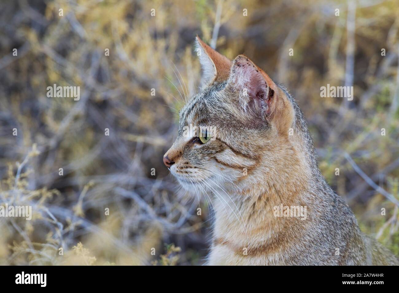 African Wildcat (Felis silvestris lybica), animal portrait, Kalahari ...