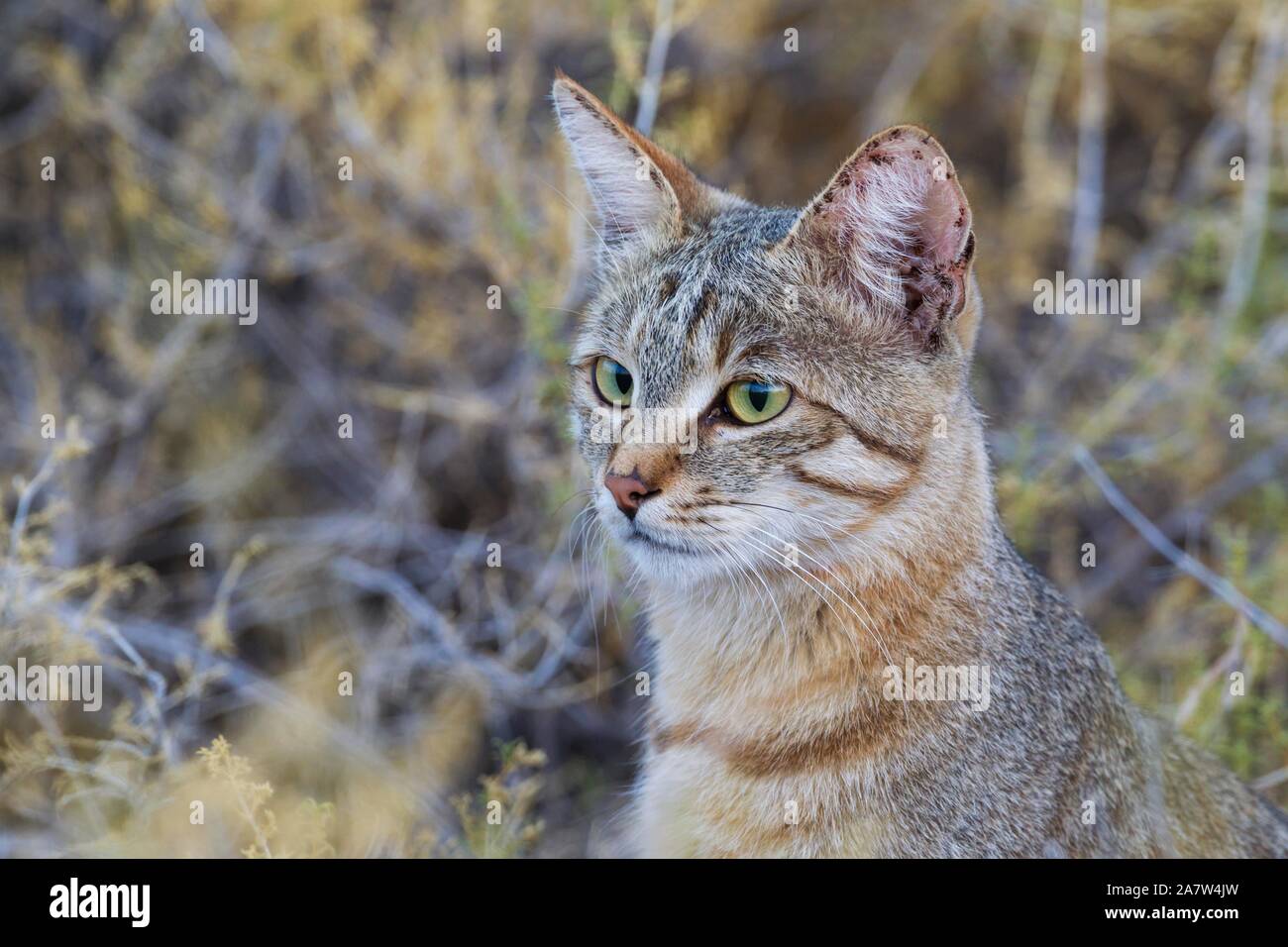 African Wildcat (Felis silvestris lybica), animal portrait, Kalahari ...