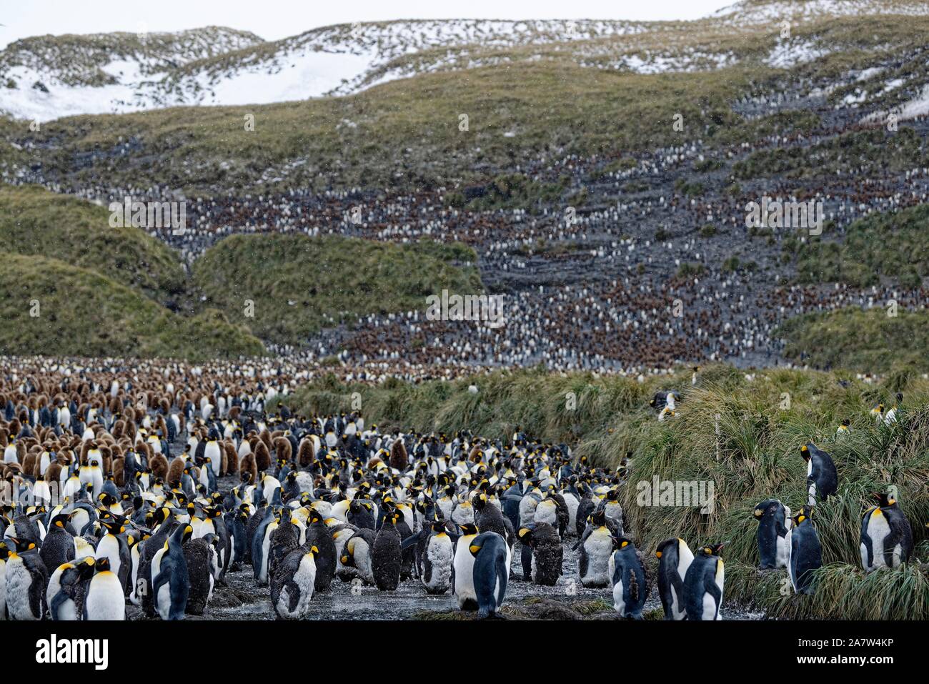 Colony with young animals hi-res stock photography and images - Alamy