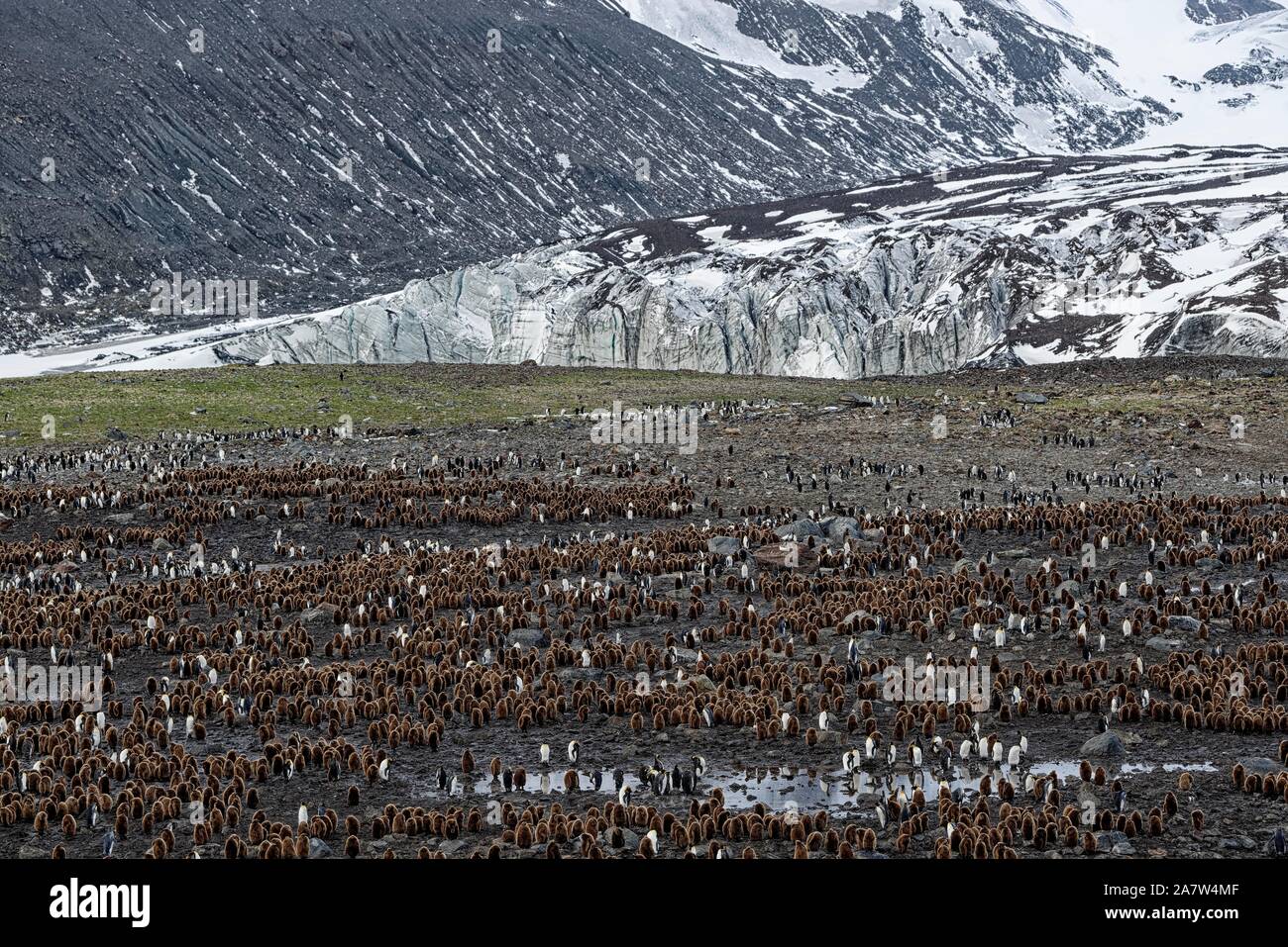 Colony with young animals hi-res stock photography and images - Alamy