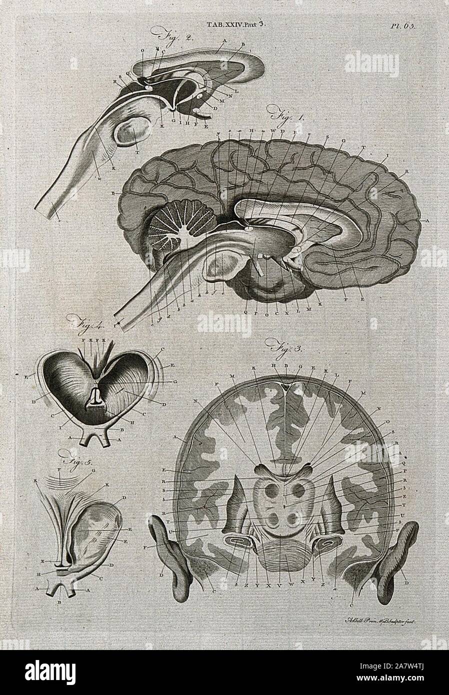 Human brain sections diagram hi-res stock photography and images - Alamy
