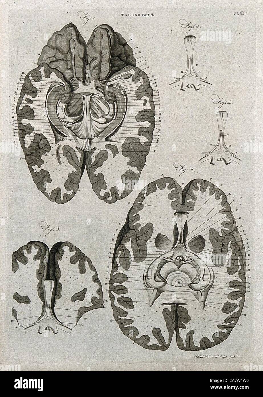 Human Brain Sections Diagram High Resolution Stock Photography and ...