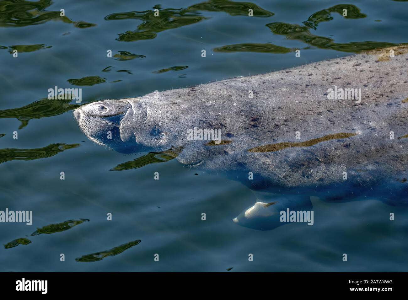 Manatee in the Gulf of Mexico Stock Photo - Alamy