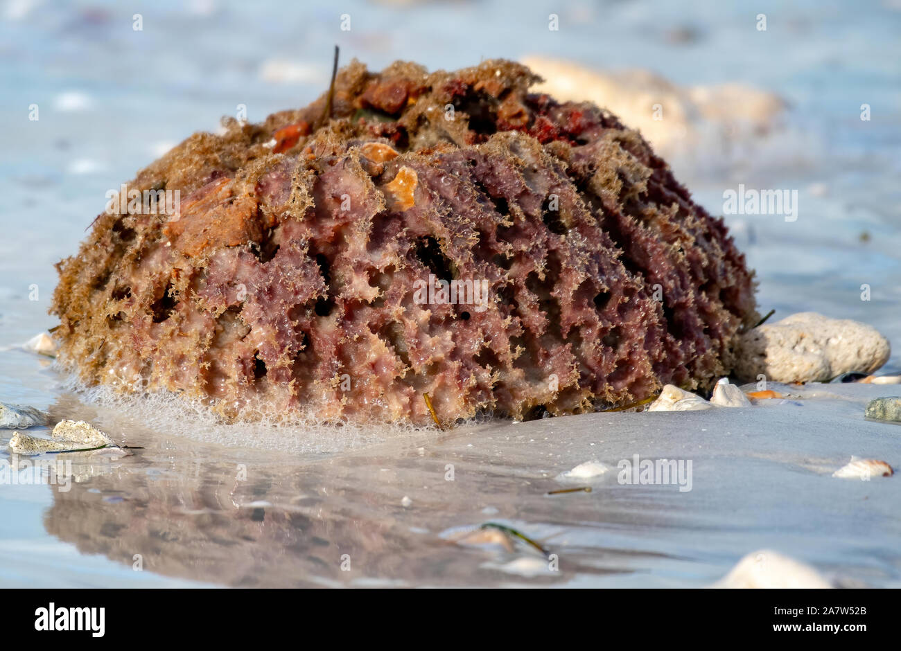 Phylum porifera hi-res stock photography and images - Alamy