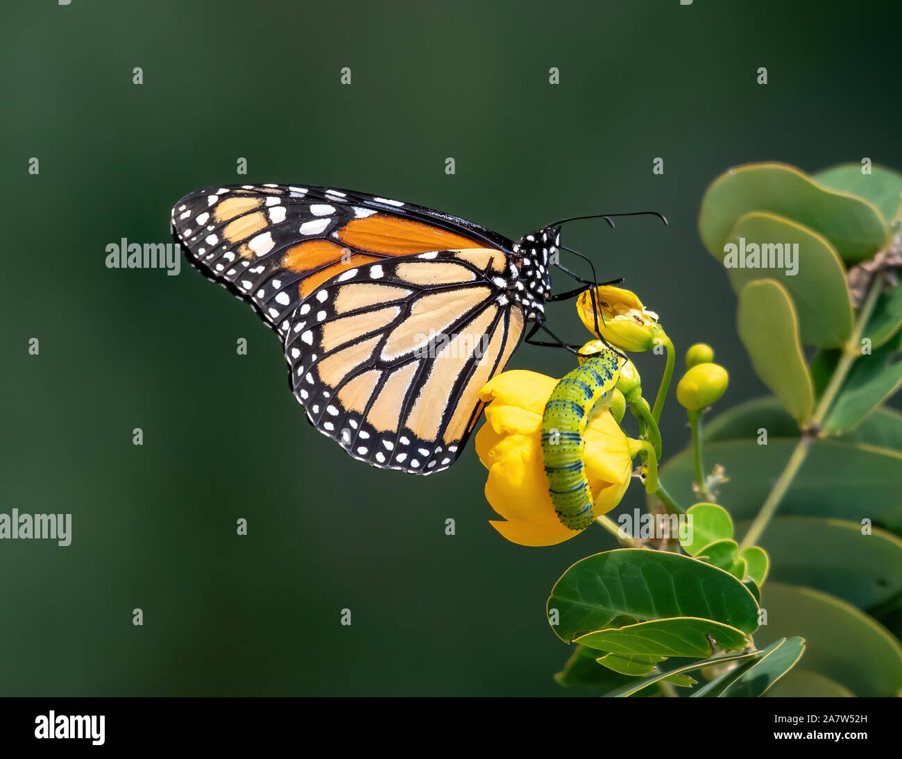 Monarch butterfly caterpillar hi-res stock photography and images - Alamy
