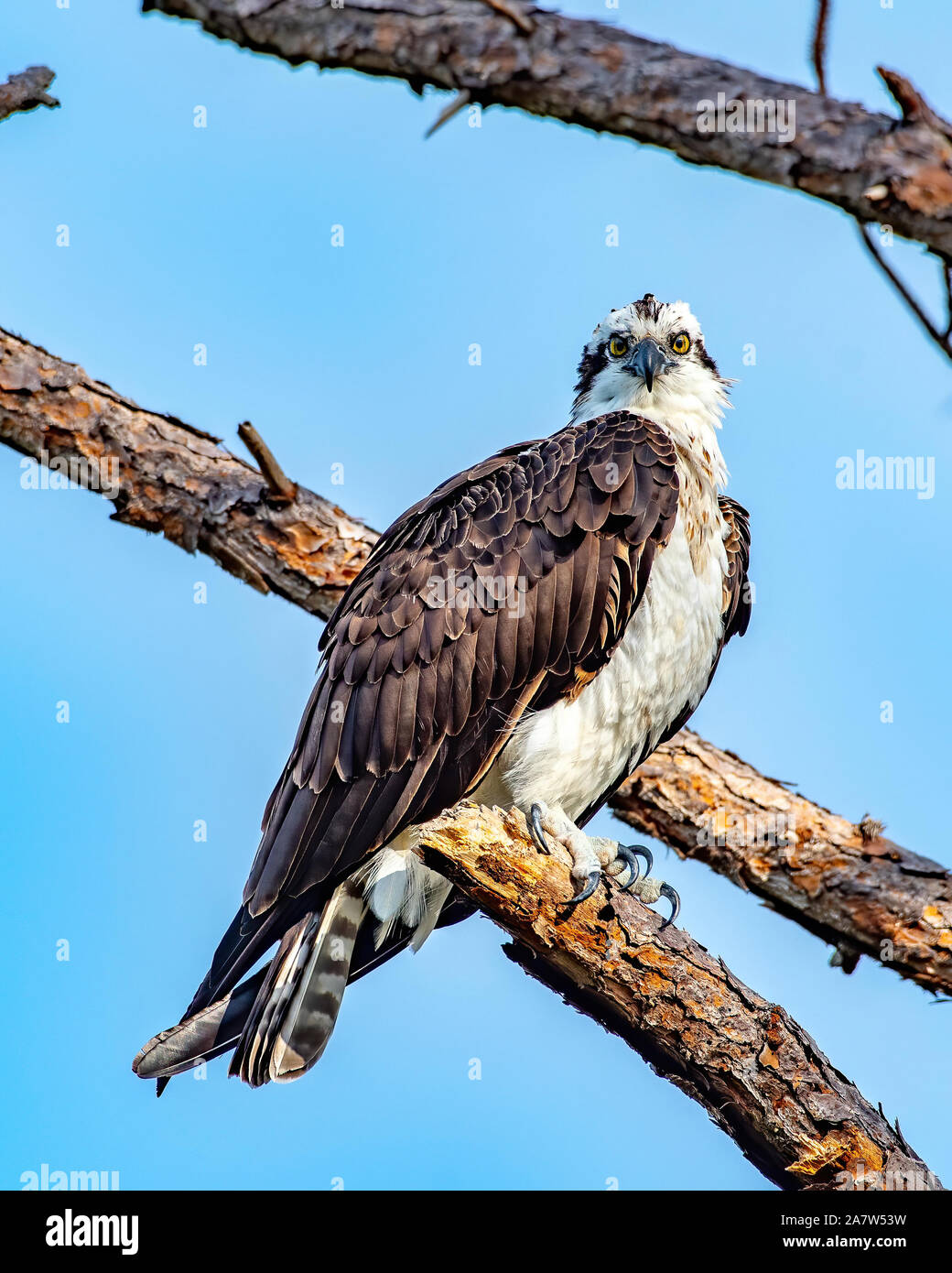 Posing osprey hi-res stock photography and images - Alamy