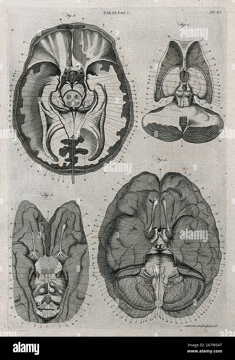 Human brain sections diagram hi-res stock photography and images - Alamy